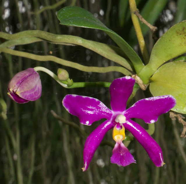 Phalaenopsis pulchra
