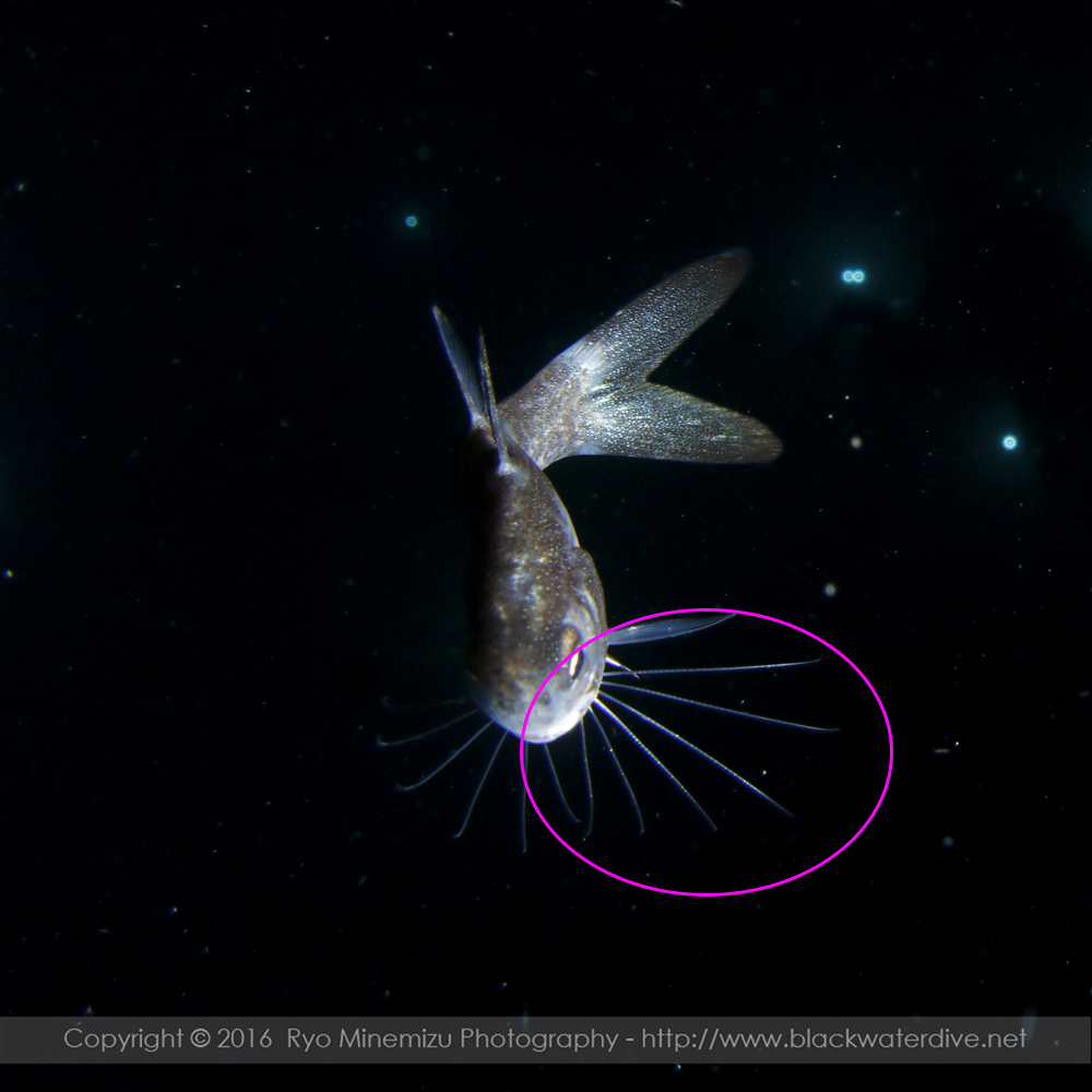 Black Water Dive® - ブラックウォーターダイブ: Juvenile of Polydactylus sp.(Family ...