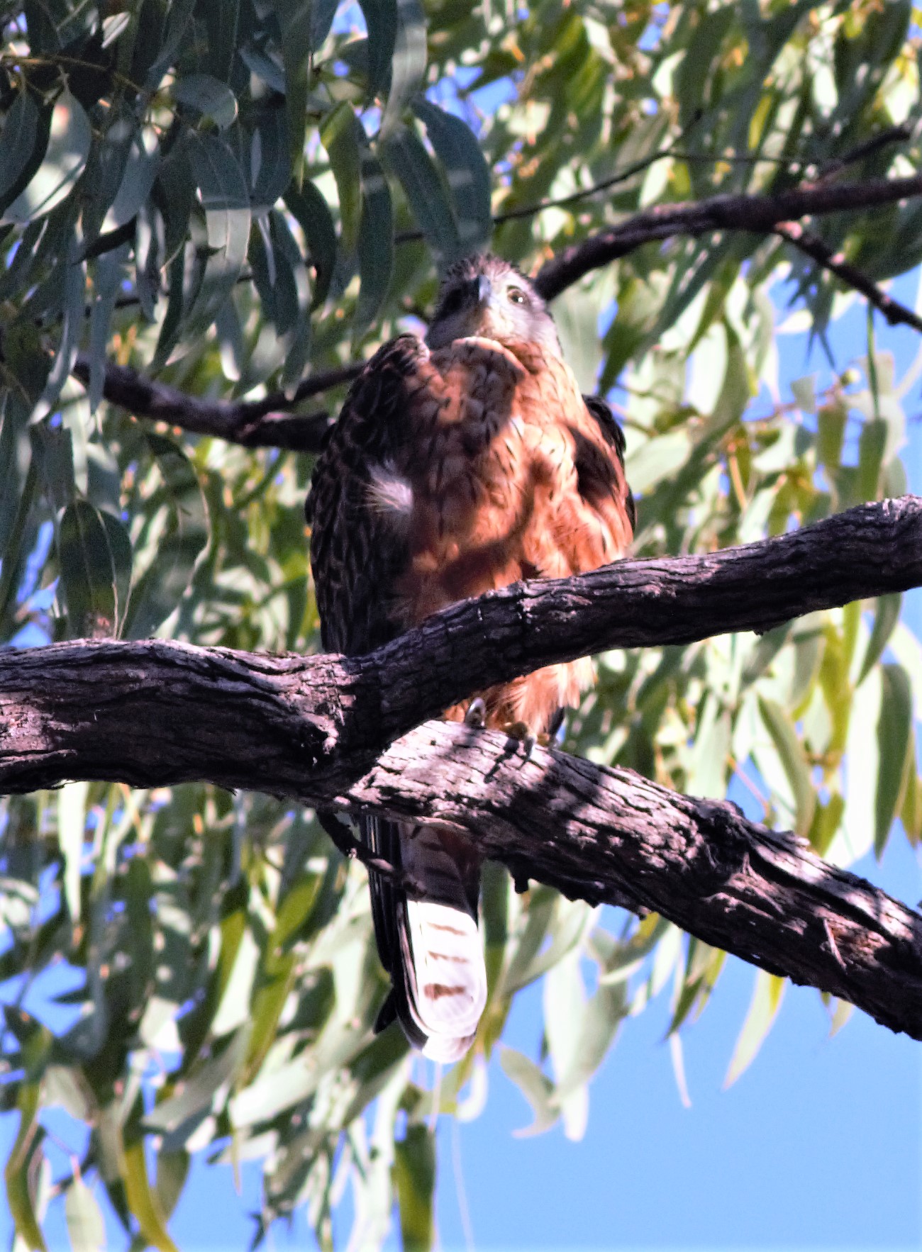 sunshinecoastbirds: North Queensland Road Trip Winter 2020 – Red ...