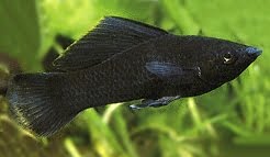 Pez molly ZOOAQUARIUS