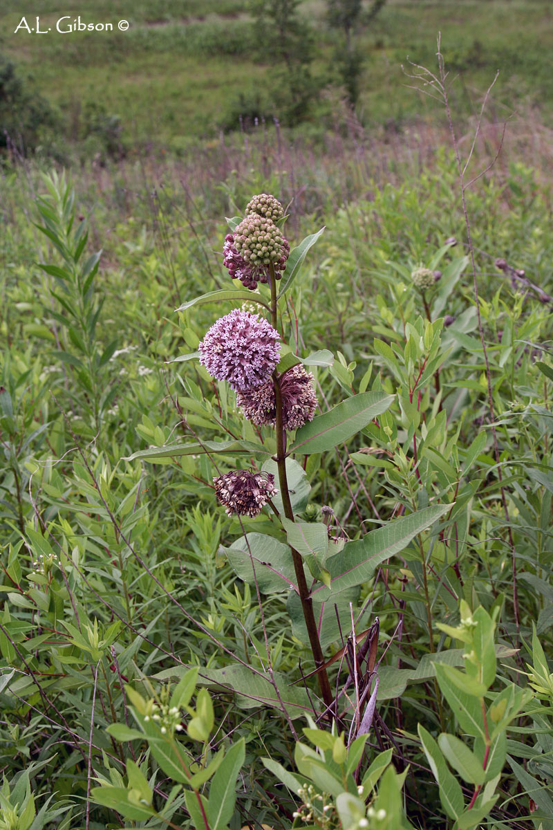 The Buckeye Botanist: A Guide to the Milkweeds of Ohio