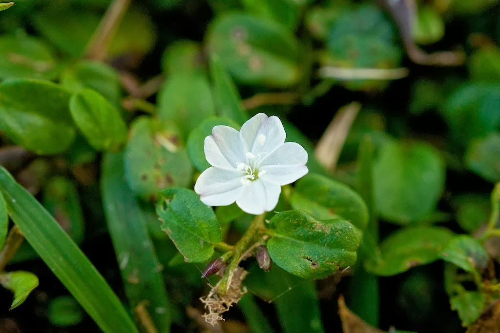 Flora de Puerto Rico Ilustrada Papo Vives: CONVOLVULACEAE EVOLVULUS ...