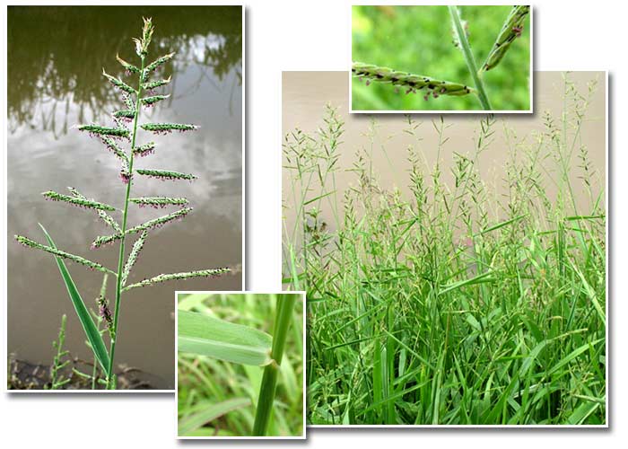 Variety of Life: Panicoideae