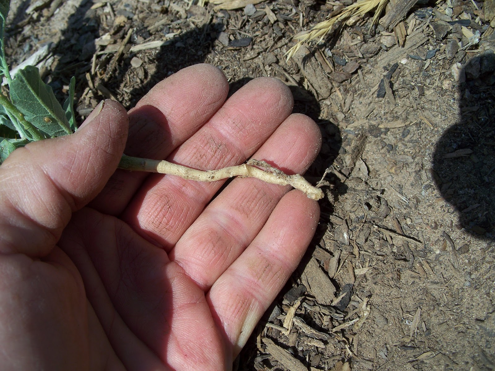 Weed Identification: Silver-Leaf Nightshade