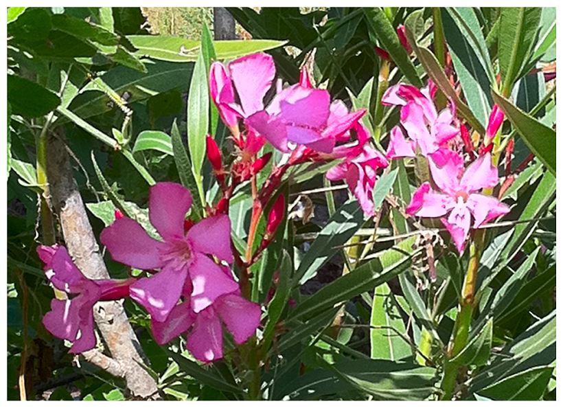 Tierra charra: Adelfas