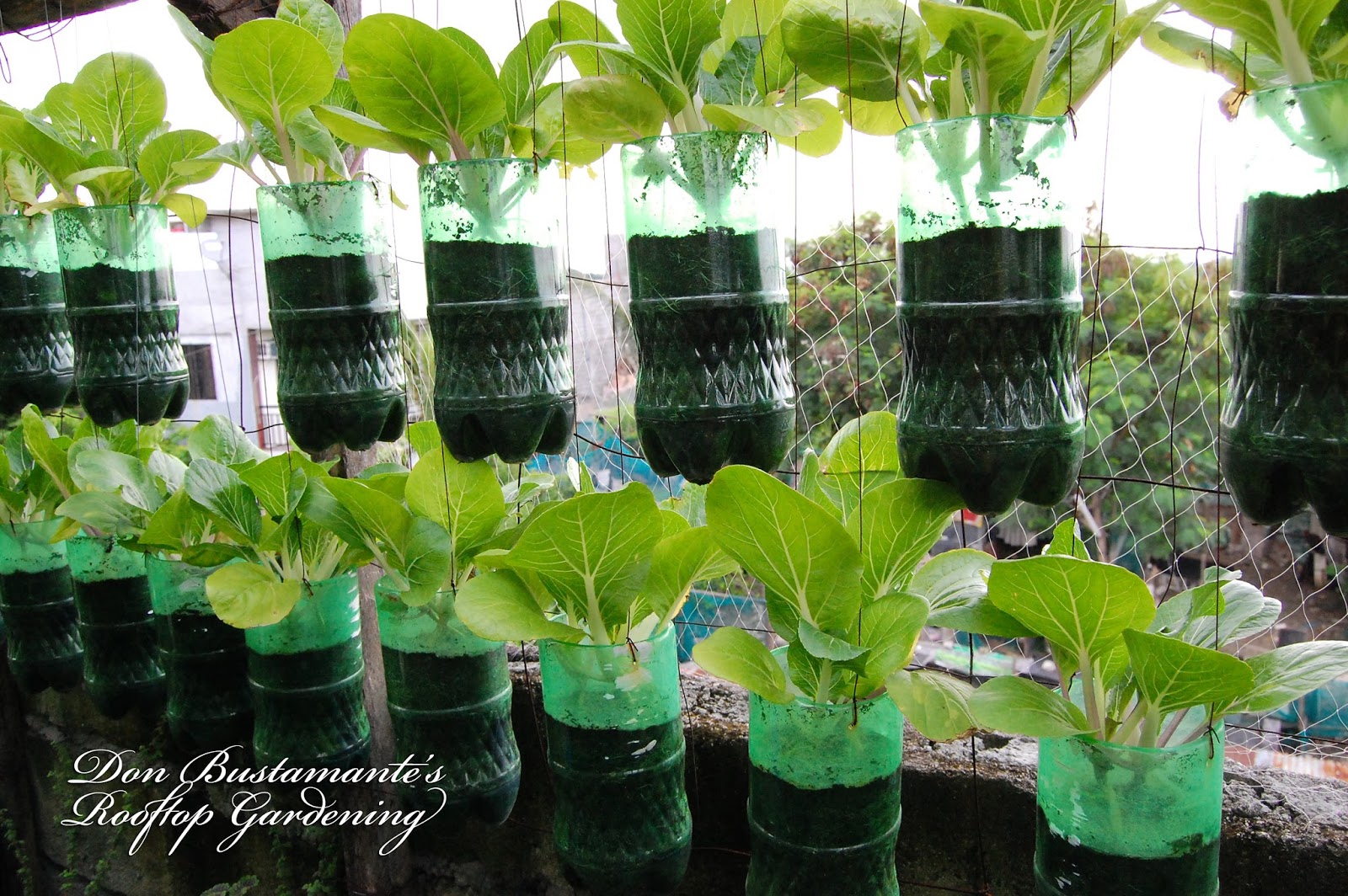 Don Bustamante's Rooftop Garden: Pechay In Citrus Plastic Bottle