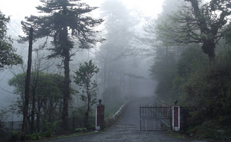 Wander Into The Mist Of Lepchajagat , Darjeeling ~ Holiday India