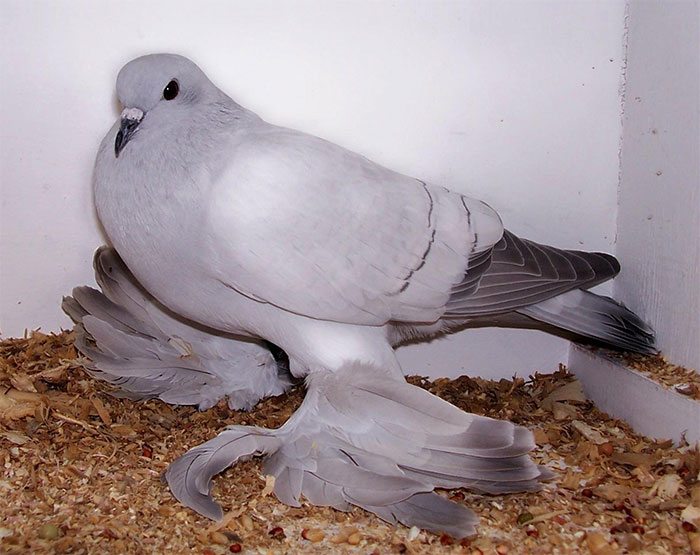 34 types of rarest and most beautiful pigeon species in the world at a ...