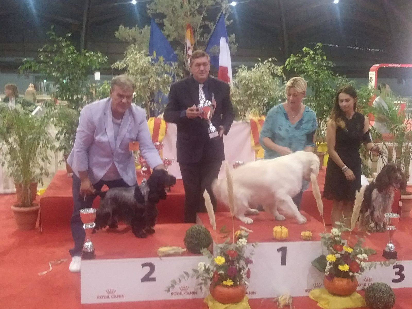 Chocoblue - Cocker Spaniel Inglés: Exposiciones - Expo. Nac. Avignon 2017