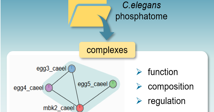 Inside UniProt: Understanding protein complexes with UniProtKB and the ...