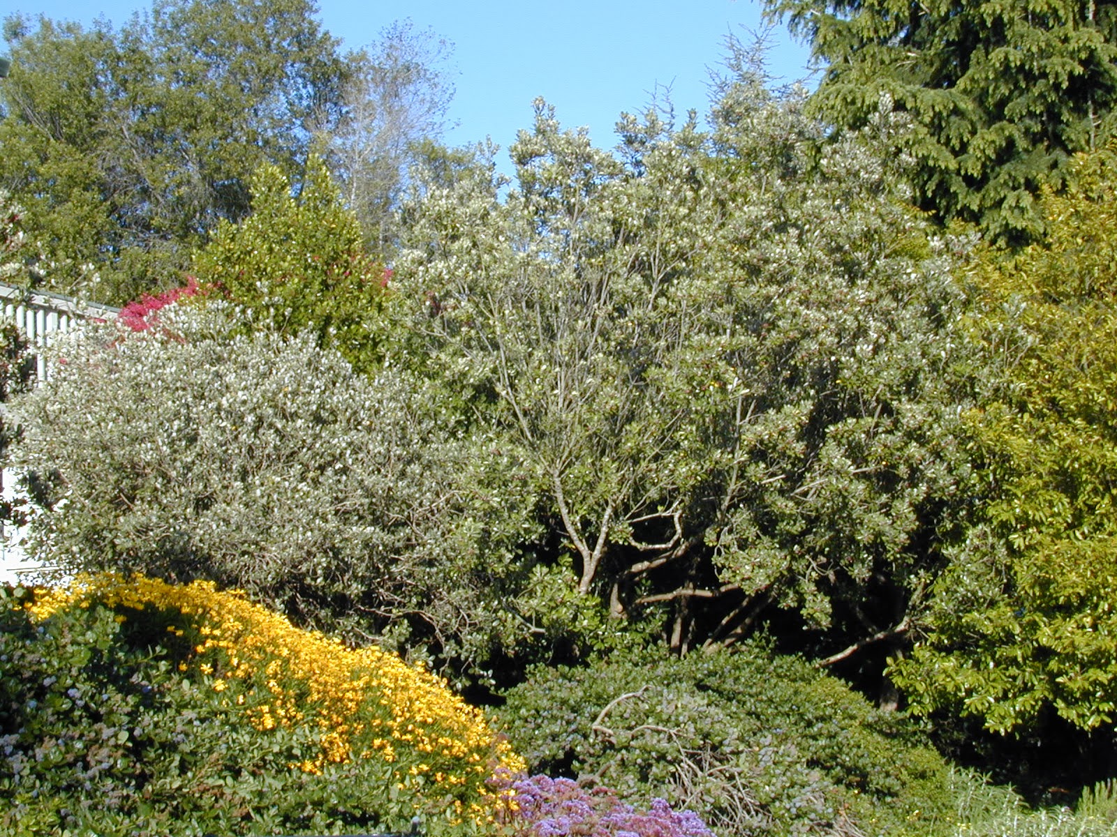 Trees of Santa Cruz County: Pittosporum crassifolium - Karo