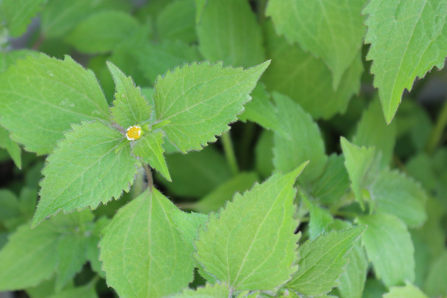 66 Square Feet (Plus): A new edible weed: quickweed, or gallant soldiers