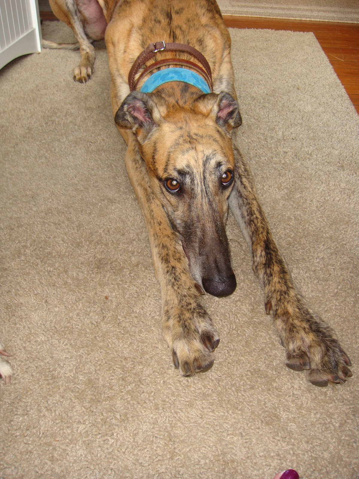 Northern Lights Greyhound Adoption Dog Blog: NLGA Photo Roundup ...
