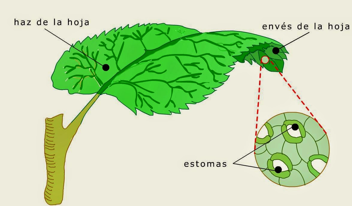 Biología y Geología Toni: 1º ESO. TEMA 7. PLANTAS. TIPOS. NUTRICIÓN Y ...