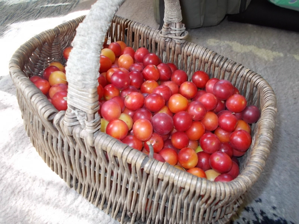 Túlélések: Vad Ringló I. - Befőtt