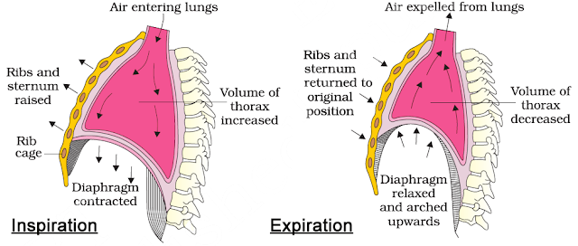 Breathing and Exchange of Gases - Notes | Class 11 | Part 2: Mechanism ...