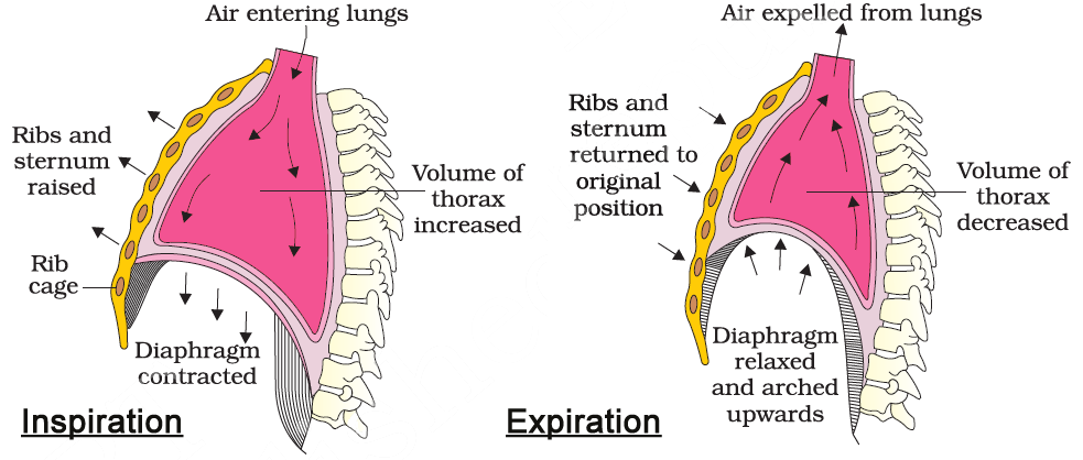 CBSE Class 11 Biology Chapter 17 Revision Notes - Inspirit