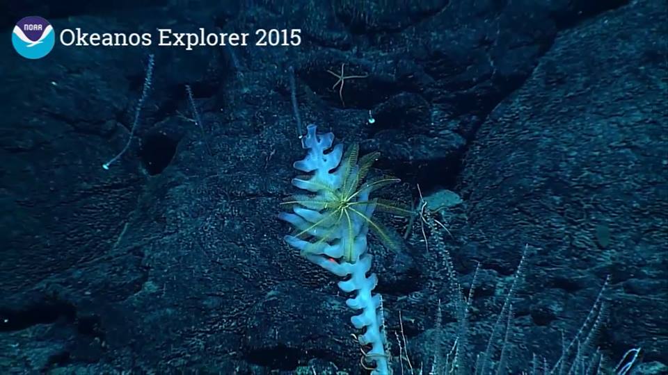 The Echinoblog: Deep-Sea Glass Sponges of the Hawaiian Islands! Okeanos ...