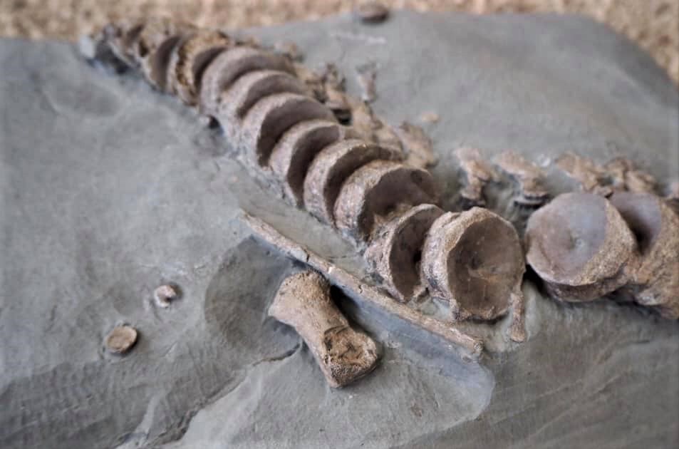 FOSSIL HUNTRESS: YORKSHIRE ICHTHYOSAUR TAIL