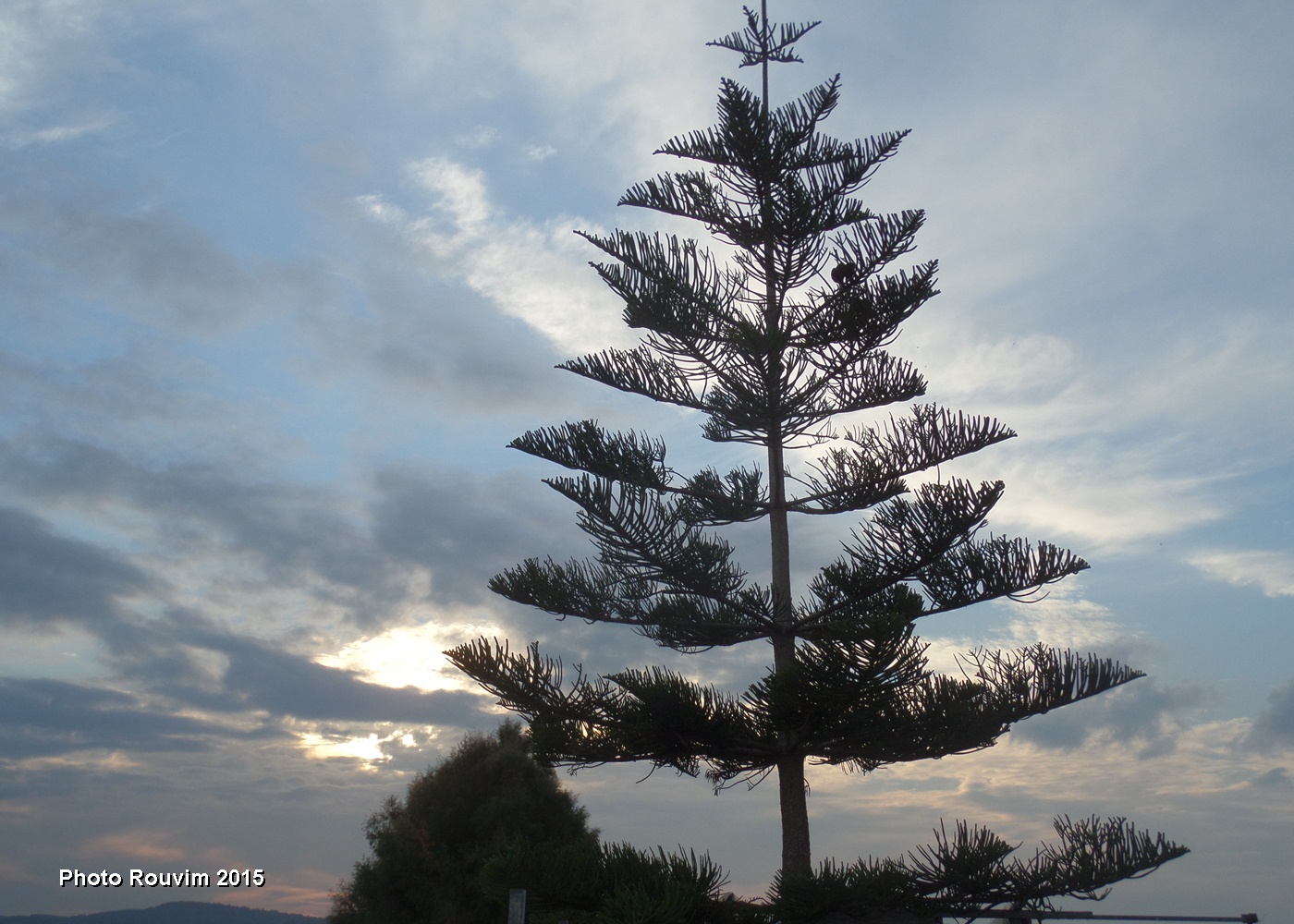 ΡΟΔΟΣυλλέκτης: Αροκάρια: Το δέντρο που κινδυνεύει να εξαφανιστεί από ...