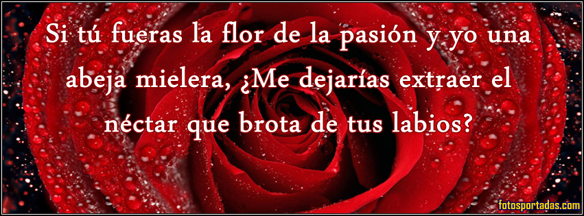 Rosas de colores con frases - Imagui