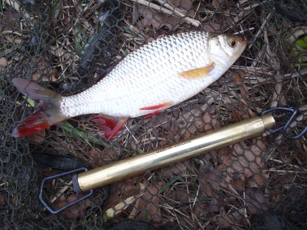 Idler's Quest: Confounded Fish! - Roach, Rudd, and their Mules