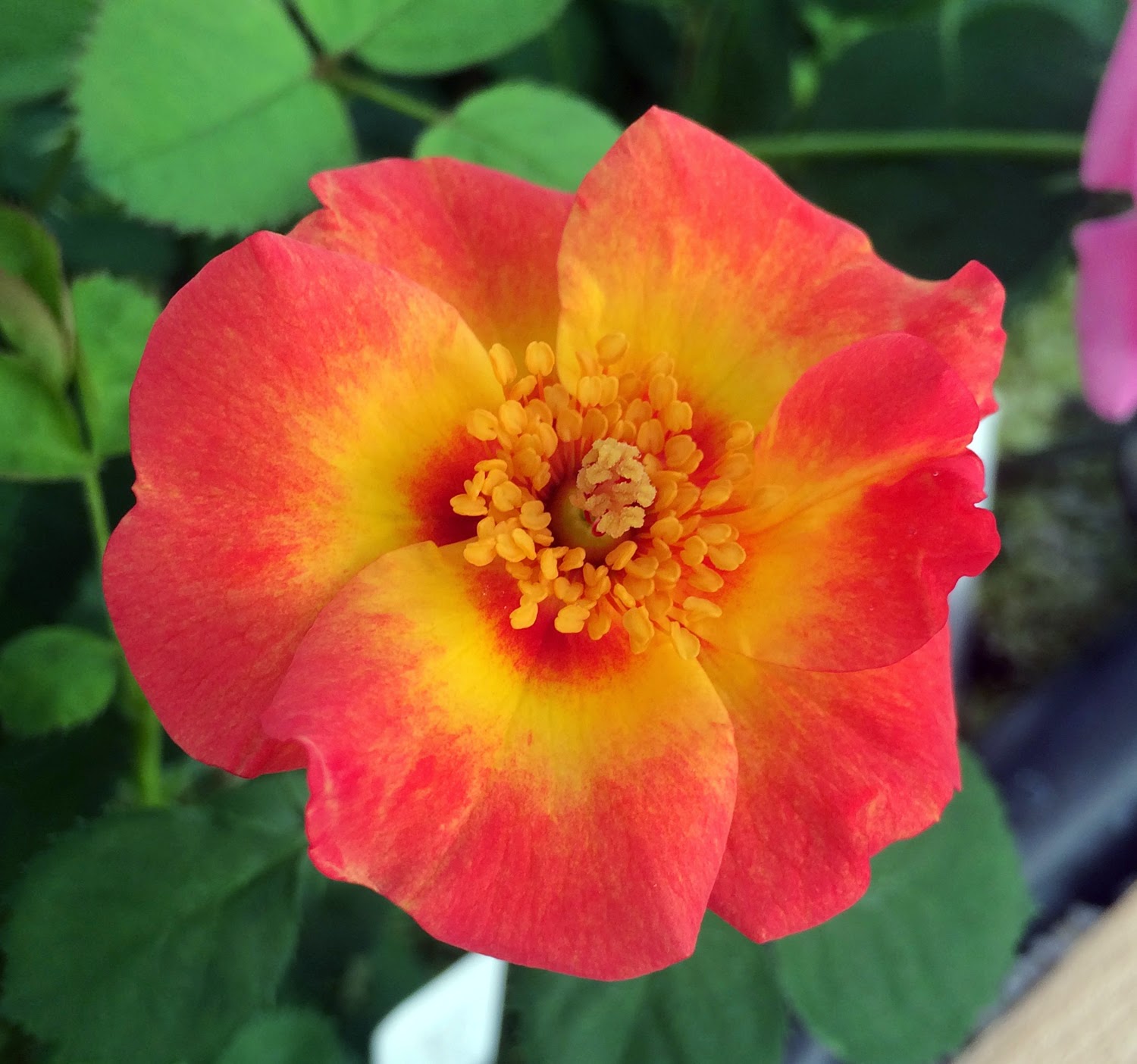Rose Hybridizing: Random 2015 Seedlings