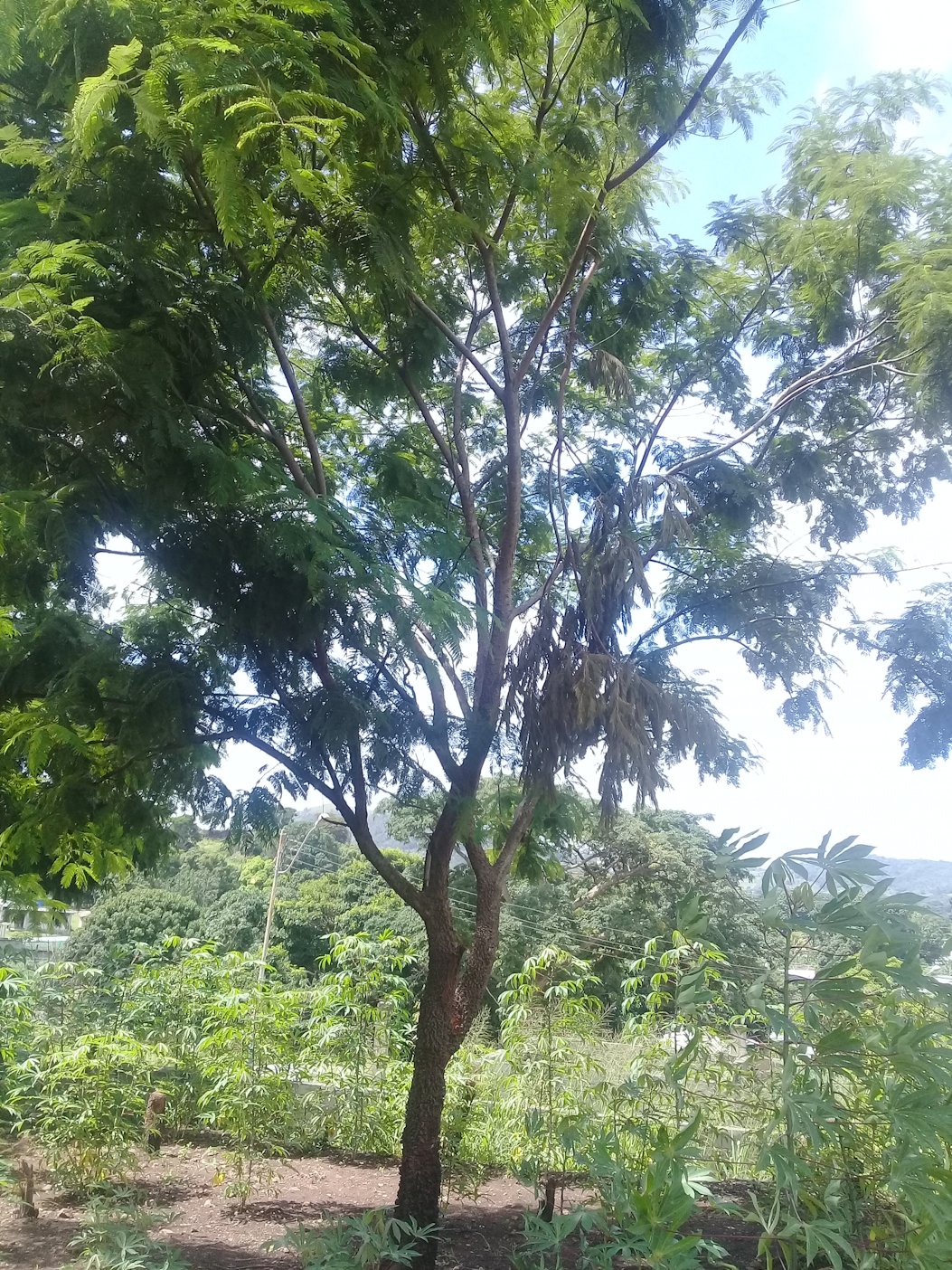 Guayana: Eje Sur Upata Santa Elena de Uairén: Arboles de Upata Yagrumo ...