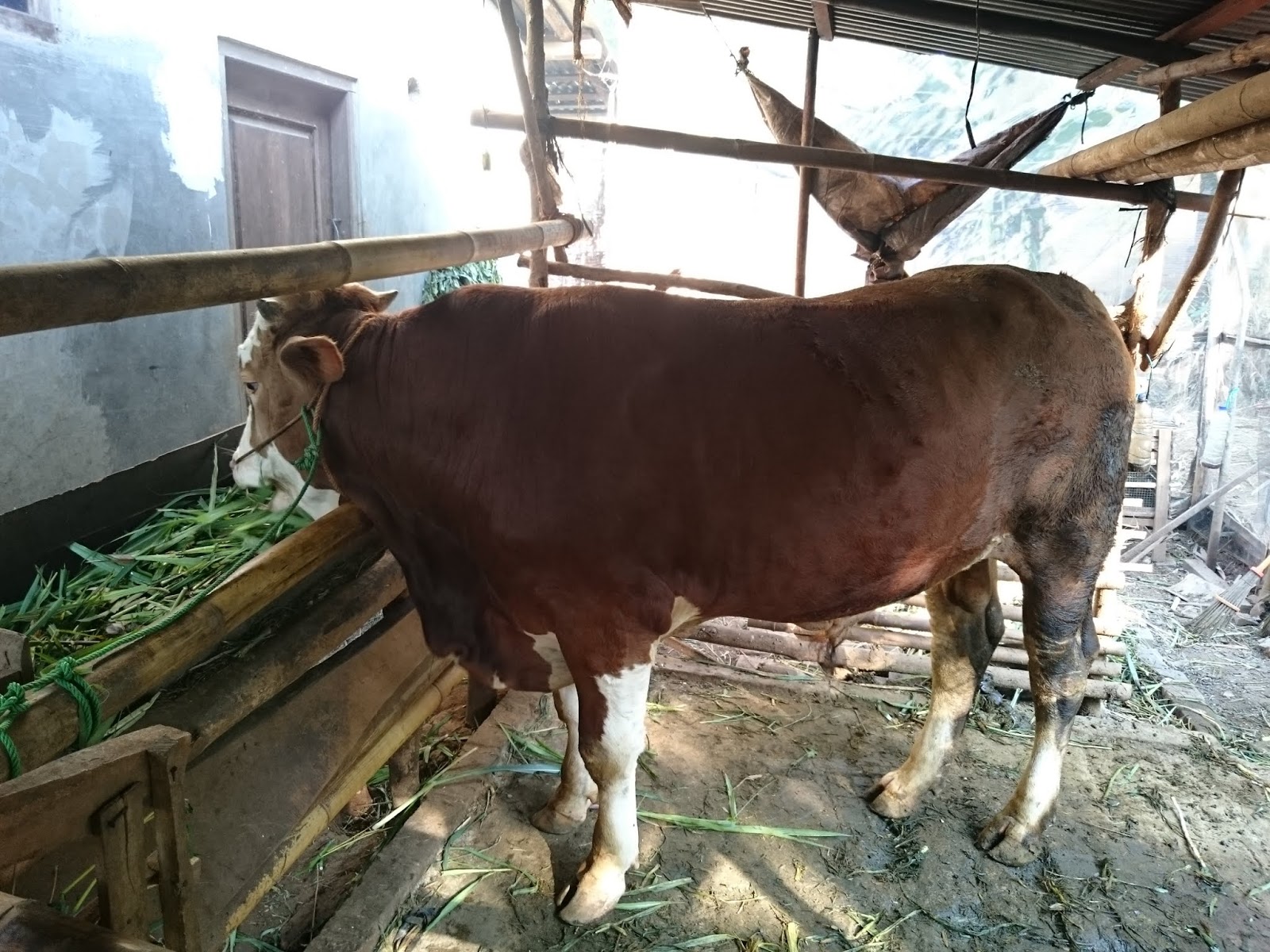 Gambar sapi simental keren - Joynim Farm