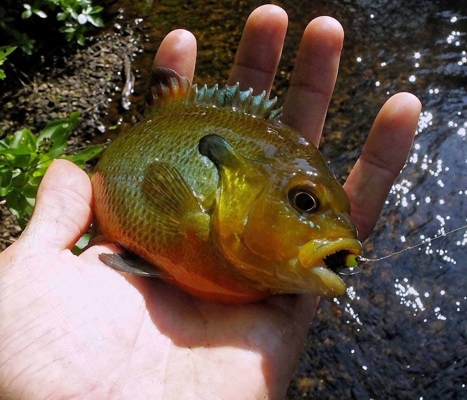 Connecticut Fly Angler: Flowing Water Sunfish