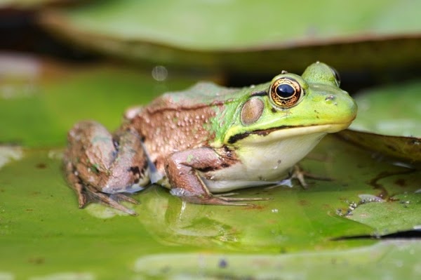Biomimicry of Frogs - A Study of Nature's Best Ideas