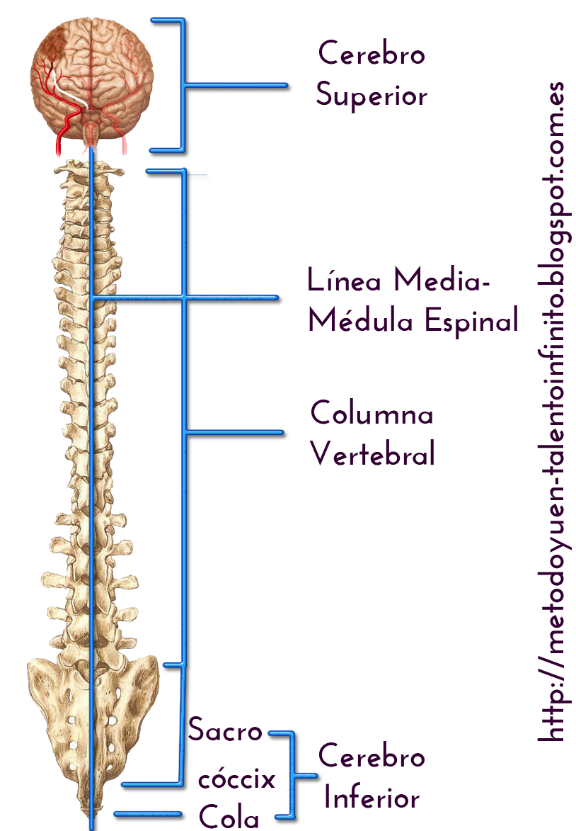 Metodo Yuen - Infiniti Talent: La médula espinal