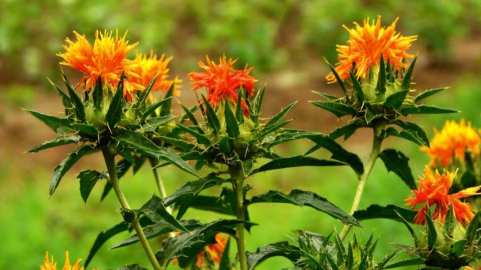 Flor de Cártamo (Carthamus tinctorius L.) Usos y Propiedades Medicinales.