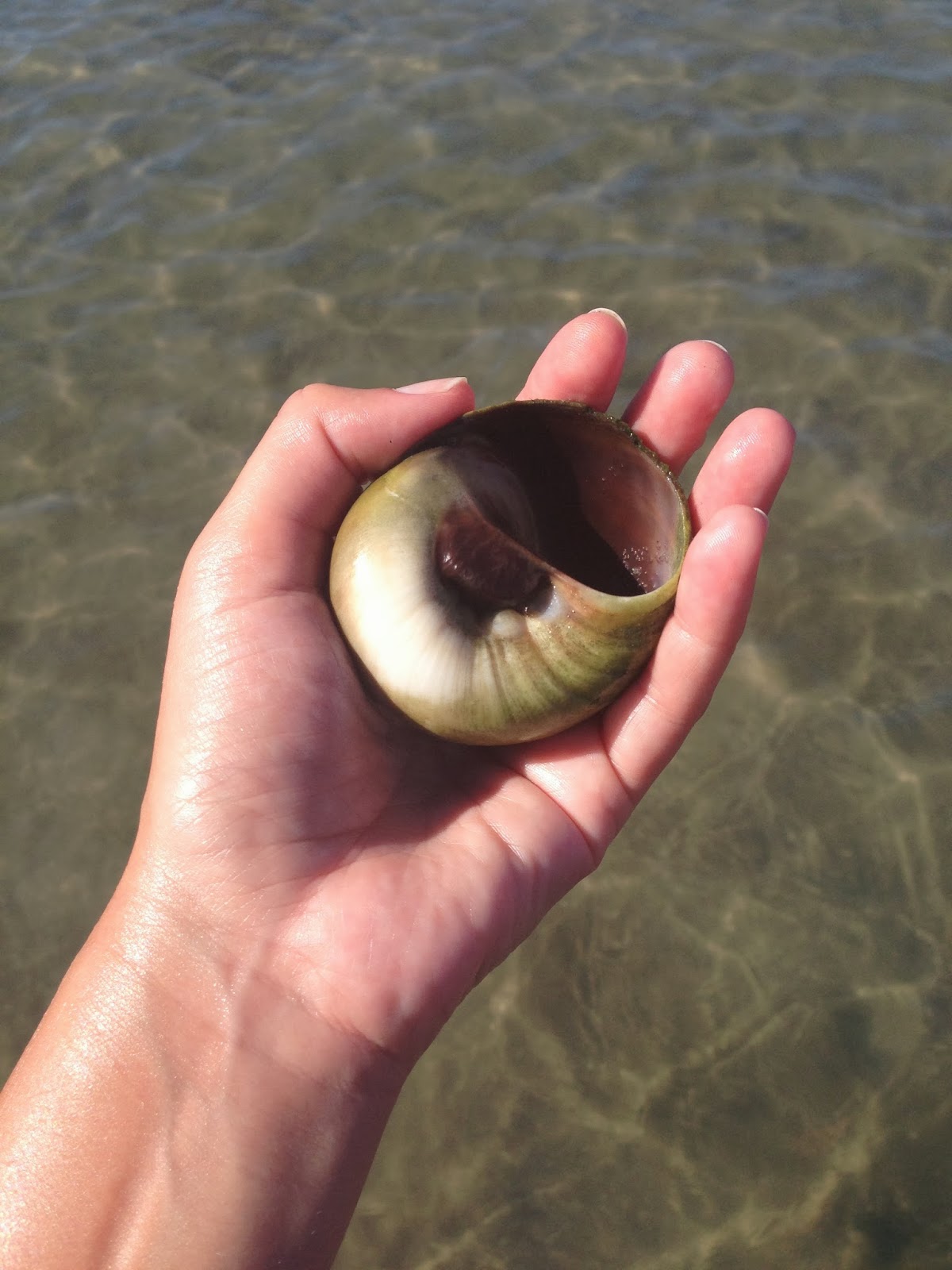 Seashells and Southern Belles