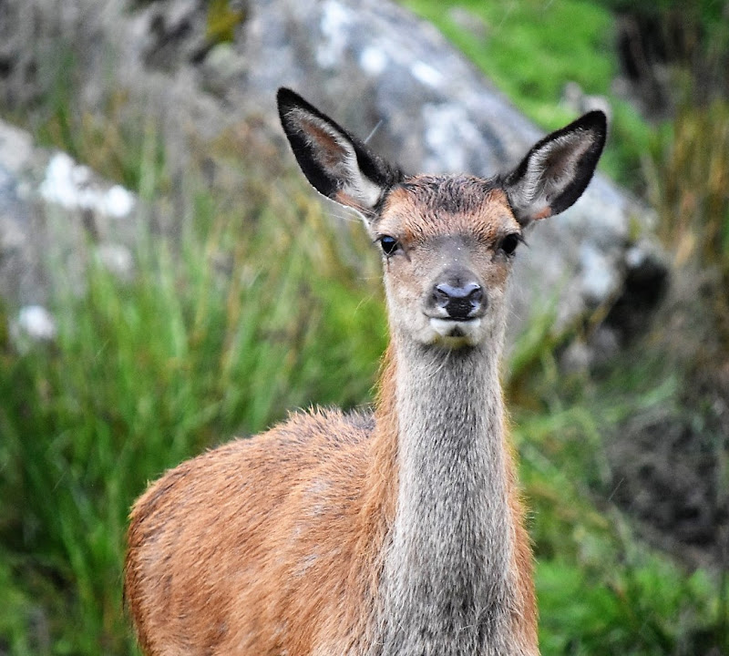 Andrew Robin photography.: RED DEER - SCOTLAND.