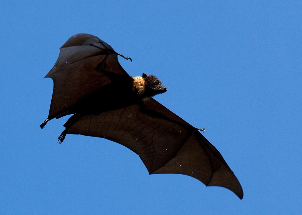 Los "otros" murciélagos. Los zorros voladores.