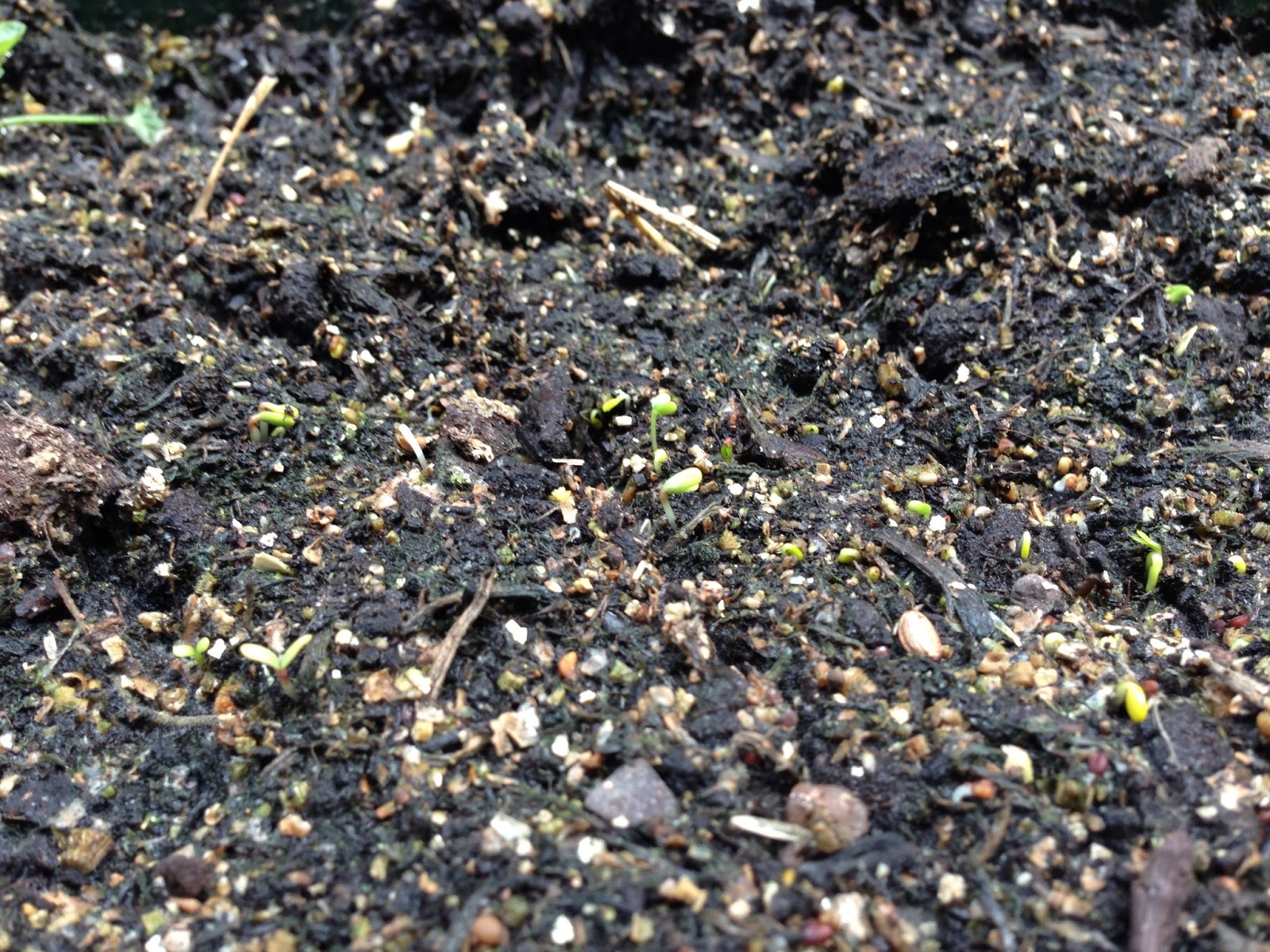 Miss Treacle in London