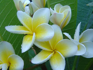 The Flora And Fauna of Bali Island