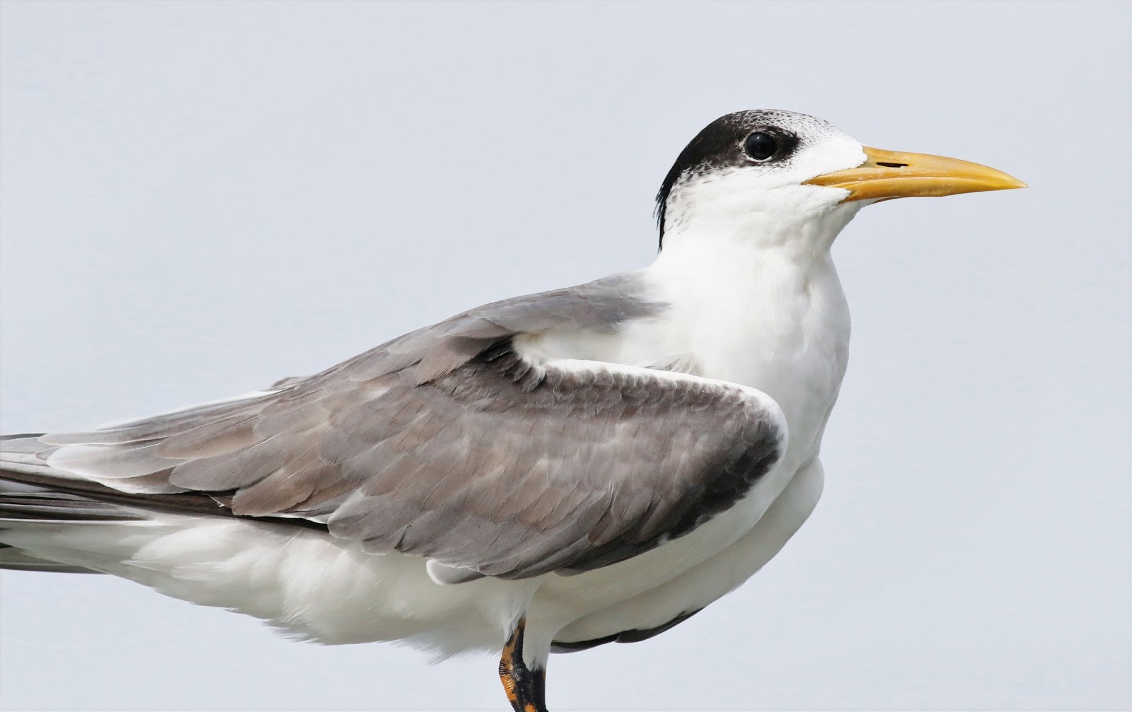 Ron-Nature-Adventures: Great Crested Tern (Thalasseus bergii)