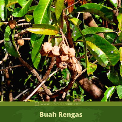 Ciri Ciri Pohon Rengas (Gluta) Di Alam Liar - Ciriciripohon.com