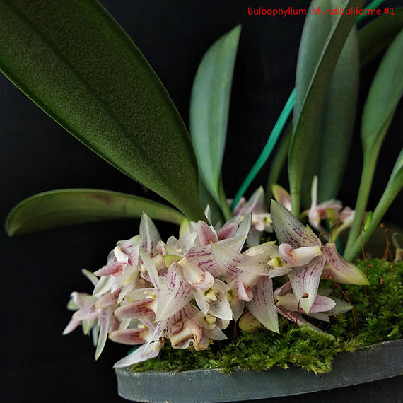 Bulbophyllum infundibuliforme J.J.Sm.