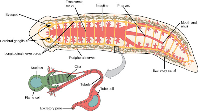 Nephron Vs Nephridium (Meta-nephidia & Proto-nephridia)