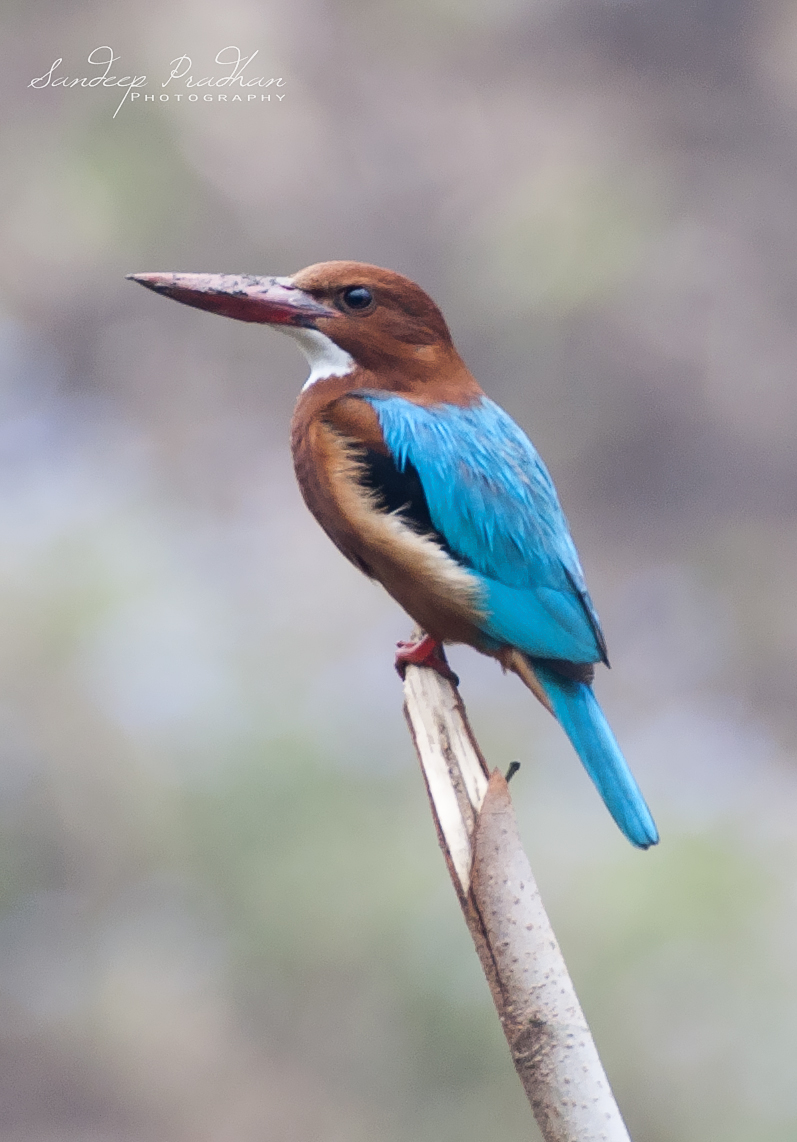 SHARING OPINION: BIRDS OF ARITAR & SIKKIM