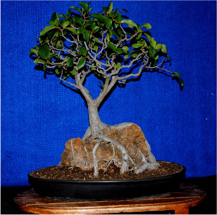 LENNARD'S BONSAI BEGINNINGS.: Root over rock Ficus.