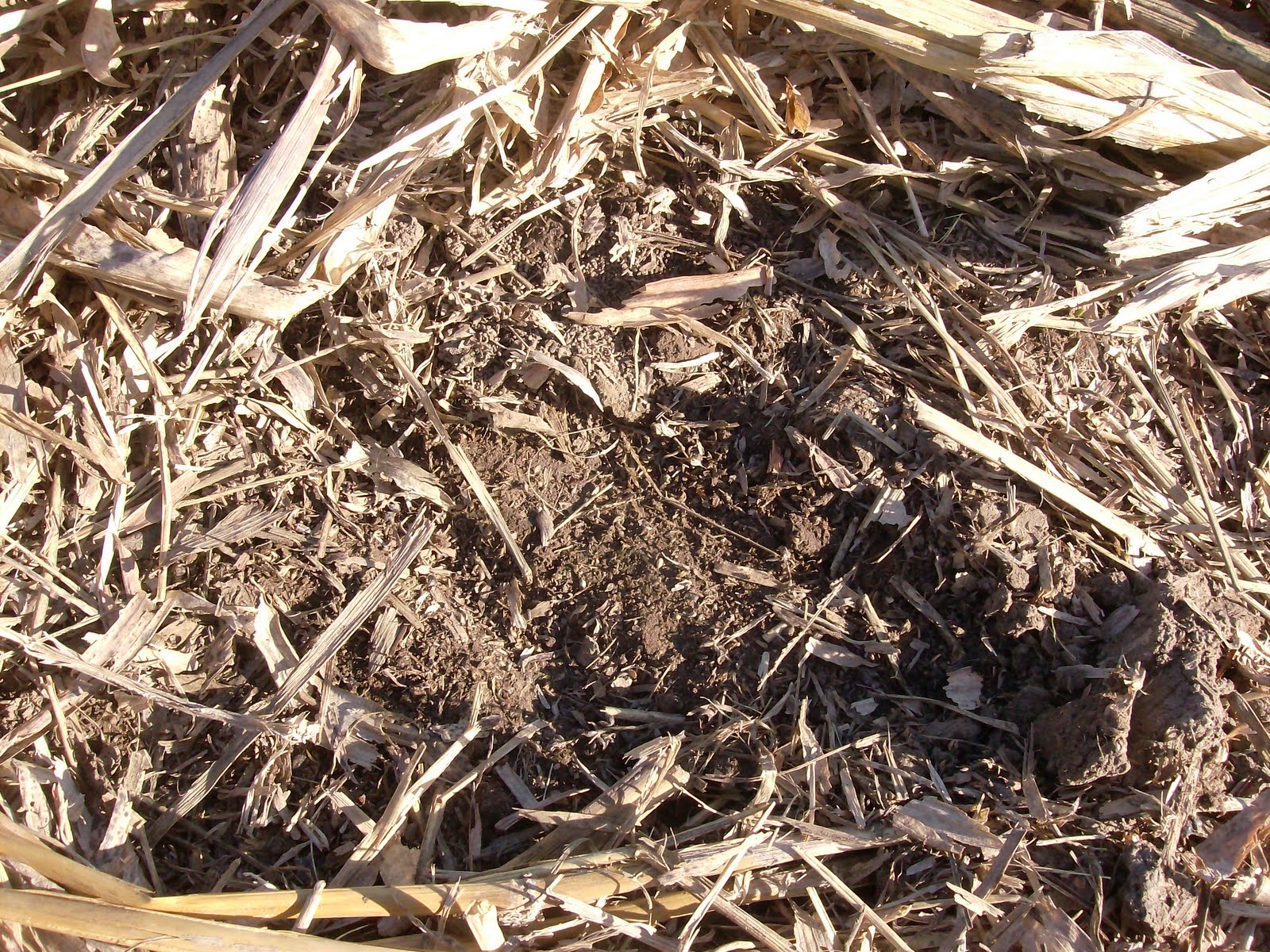 Aprende Campo: Manejo de Cobertura: Rolo sobre rastrojo de sorgo