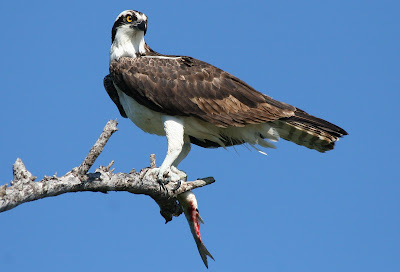 Osprey | The Life of Animals