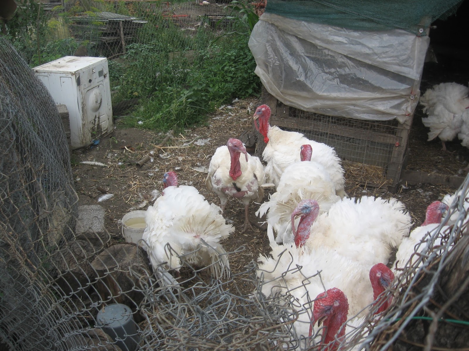 curci si curcani crescuti natural la tara: iulie 2016