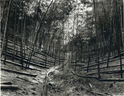 Los Grandes Fotografos: Linda Butler (1947)