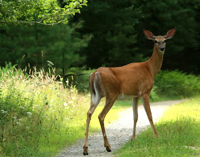 Here and There: Day 184 - 13th August 2018 - Deer, Cedar Waxwing and ...