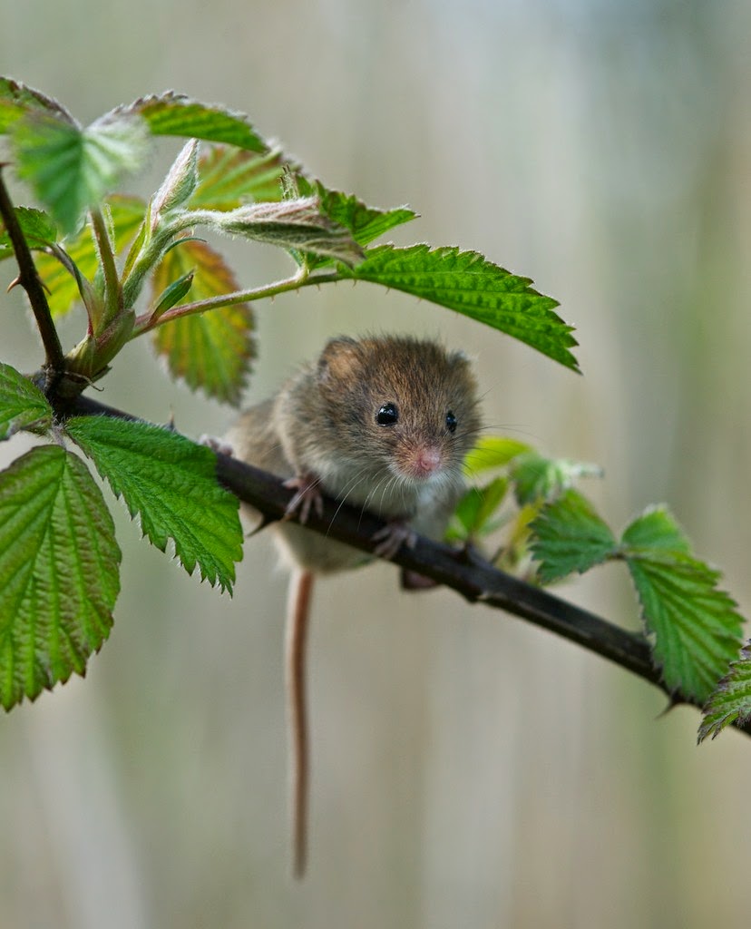 British Wildlife Centre ~ Keeper's Blog: Harvest Mice Release